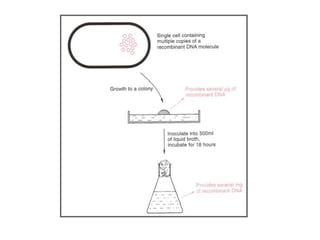 genetics engineering in Transformation.ppt