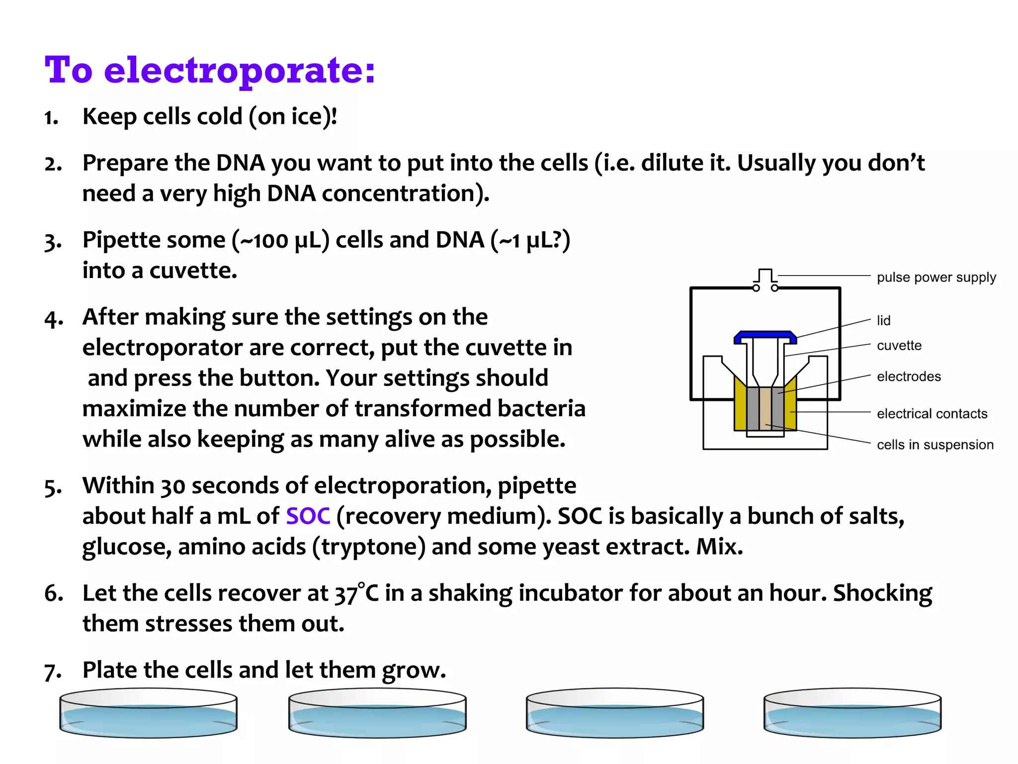 Transformation and transfection | PPT