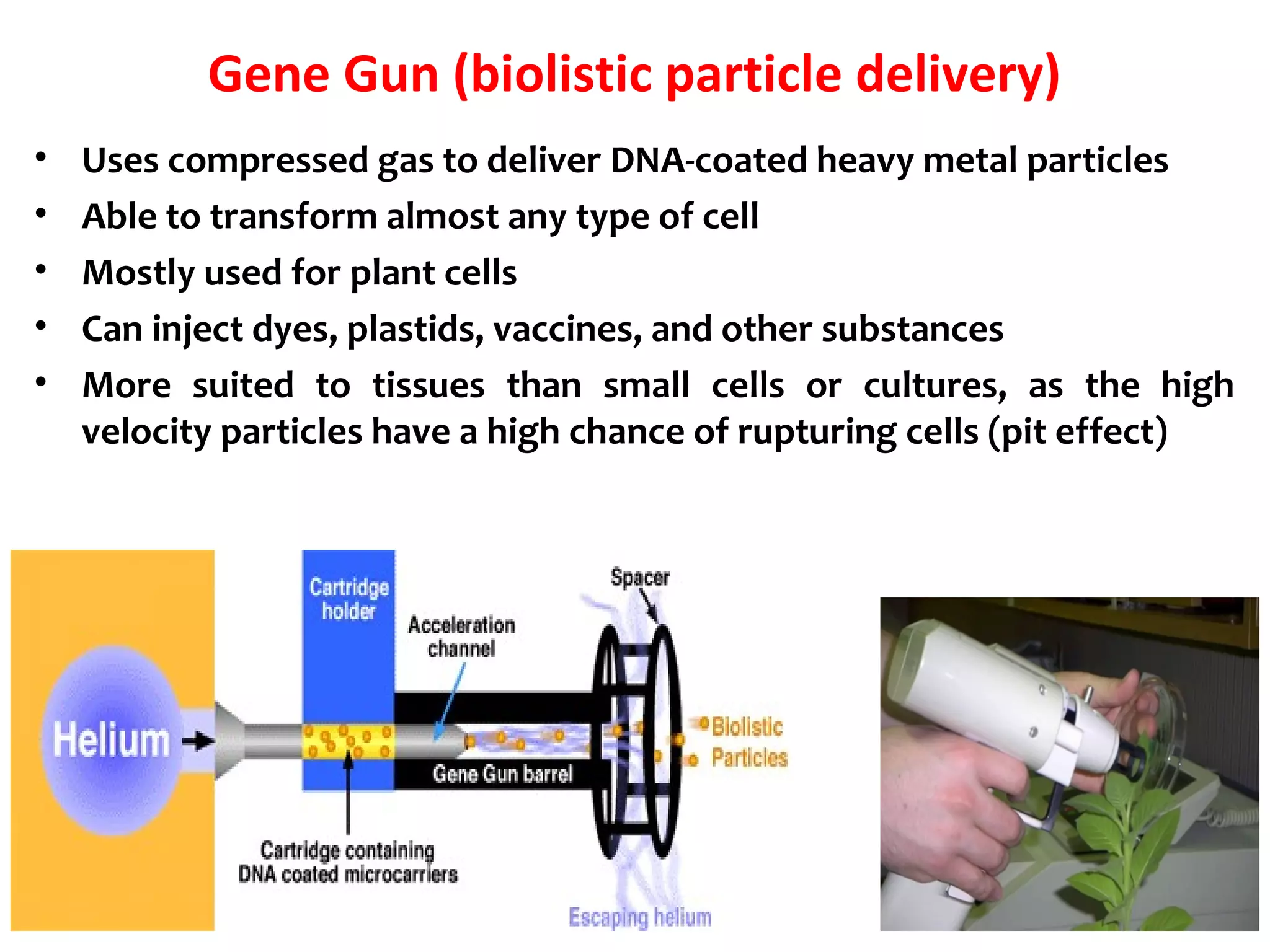 Transformation and transfection | PPT