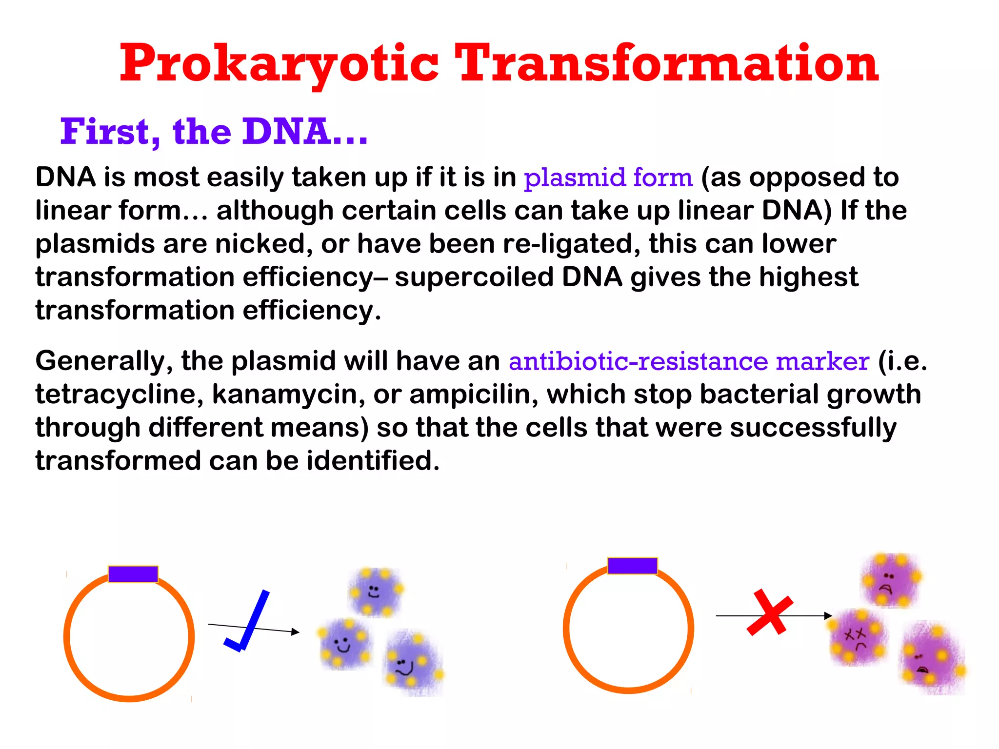 Transformation and transfection | PPT