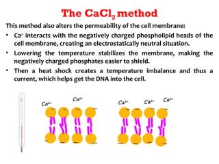 Transformation and transfection | PPT