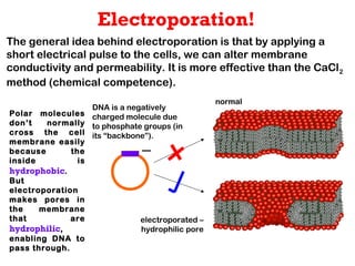 Transformation and transfection | PPT