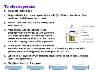 Transformation and transfection | PPT