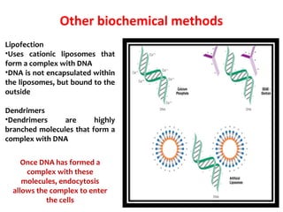 Transformation and transfection | PPT