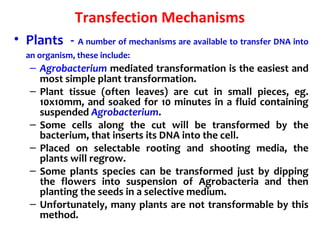 Transformation and transfection | PPT