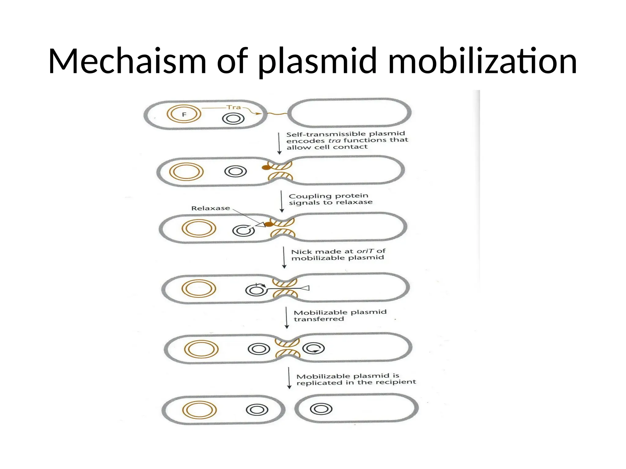 Transformation Conjugation And Transduction Pptx