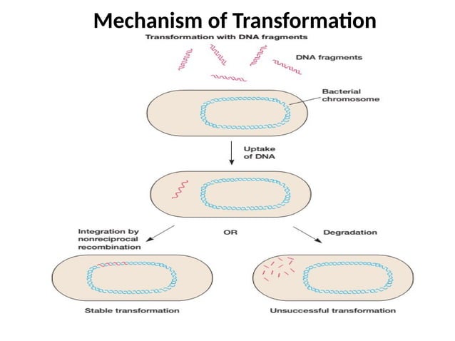 transformation, conjugation and transduction.pptx | Biological Sciences ...