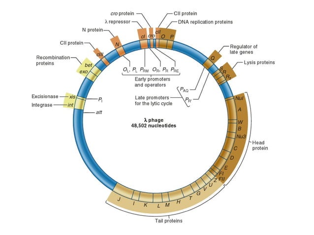 transformation, conjugation and transduction.pptx | Biological Sciences ...