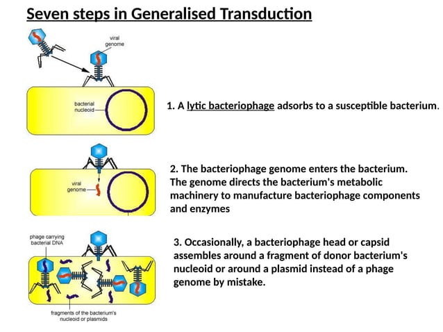 transformation, conjugation and transduction.pptx | Biological Sciences ...