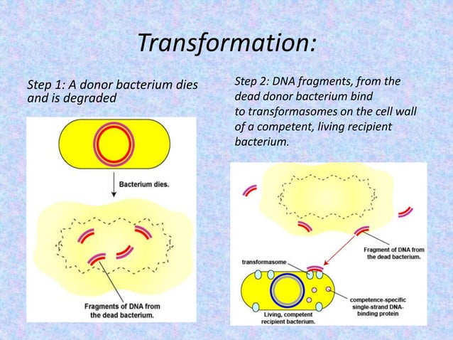 Transformation in bacteria | PDF | Genetics | Science