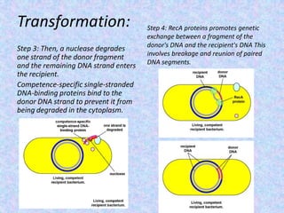 Transformation in bacteria | PDF