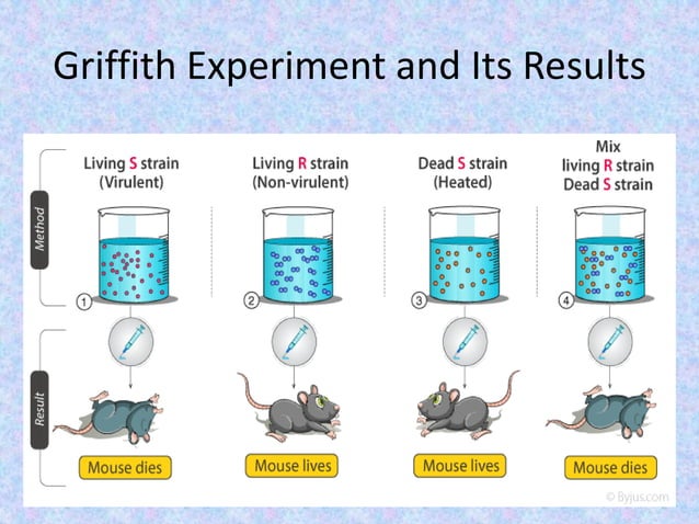 Transformation in bacteria | PDF | Genetics | Science
