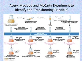 Transformation in bacteria | PDF
