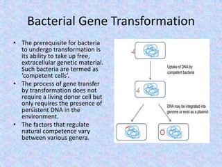Transformation in bacteria | PDF