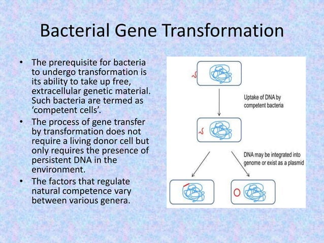 Transformation in bacteria | PDF | Genetics | Science