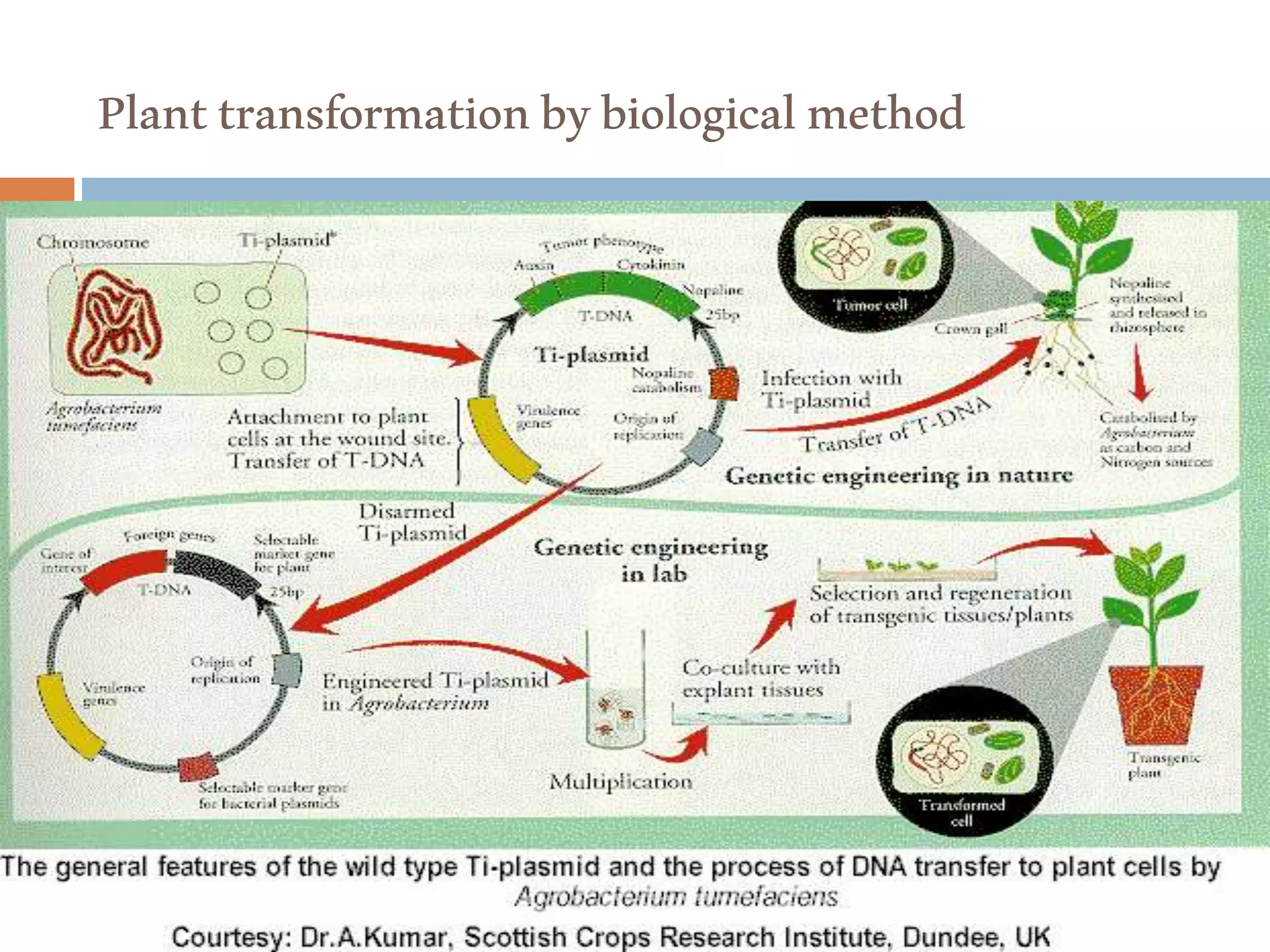 Transformation in plants | PPTX