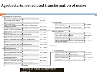 Transformation in plants | PPTX