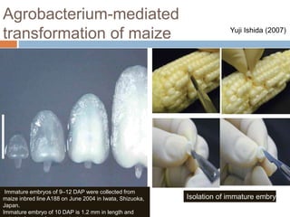 Transformation in plants | PPTX