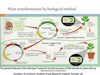 Transformation in plants | PPTX