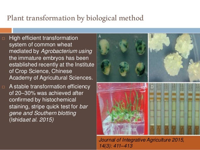 Transformation in plants