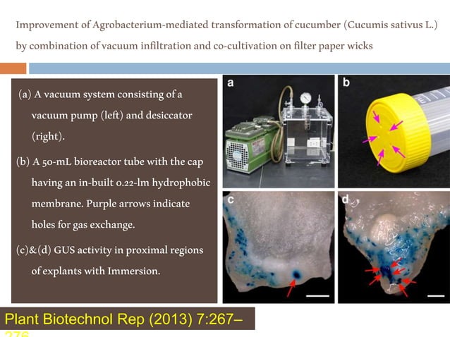 transformationinplants-ppt.pdf