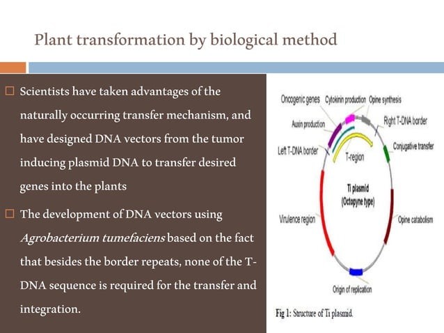 transformationinplants-ppt.pdf