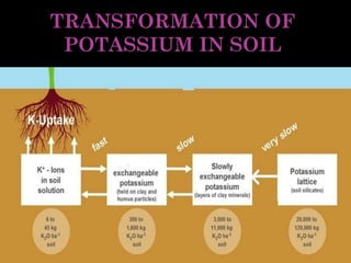Transformations and dynamics of potassium | PPTX