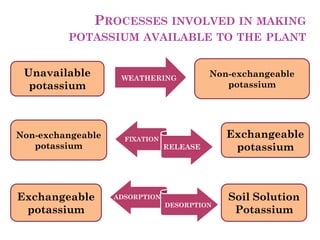 Transformations and dynamics of potassium | PPTX