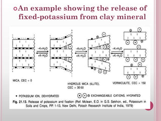 Transformations and dynamics of potassium | PPTX