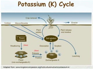 Transformations and dynamics of potassium | PPTX