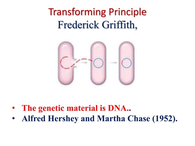 Transforming principle.. | PPTX | Biological Sciences | Science