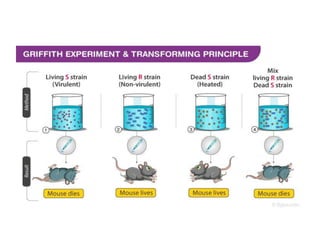 Transforming principle.. | PPTX