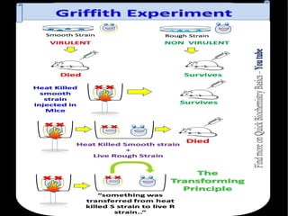 transforming principle | PPT