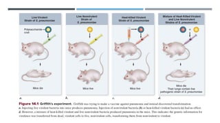 Transforming______________principle.pptx