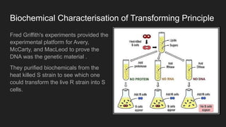 Transforming Principle And The Hershey-Chase Experiment.pptx