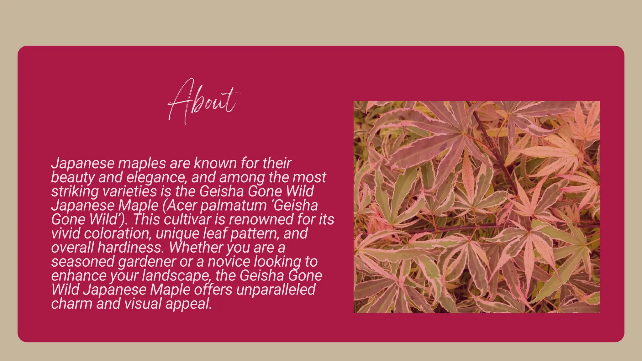 A Riot of Color: The Geisha Gone Wild Japanese Maple | PDF
