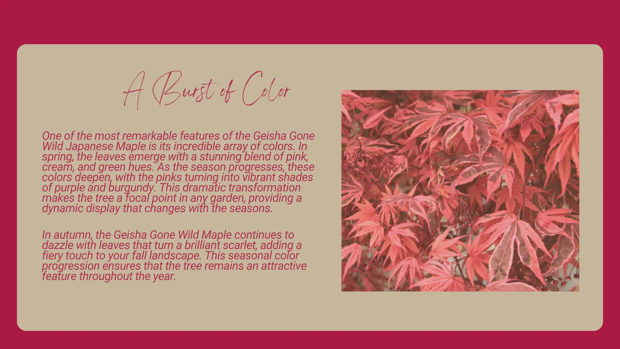 A Riot of Color: The Geisha Gone Wild Japanese Maple | PDF