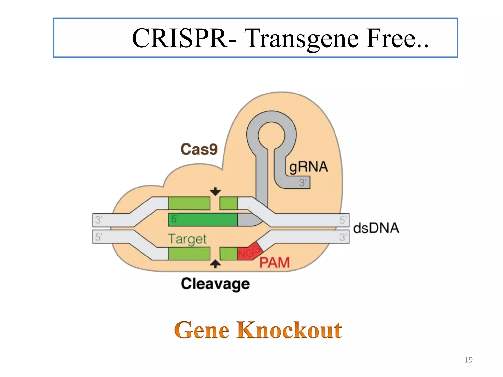 Transgene Free Genome Editing | PPT