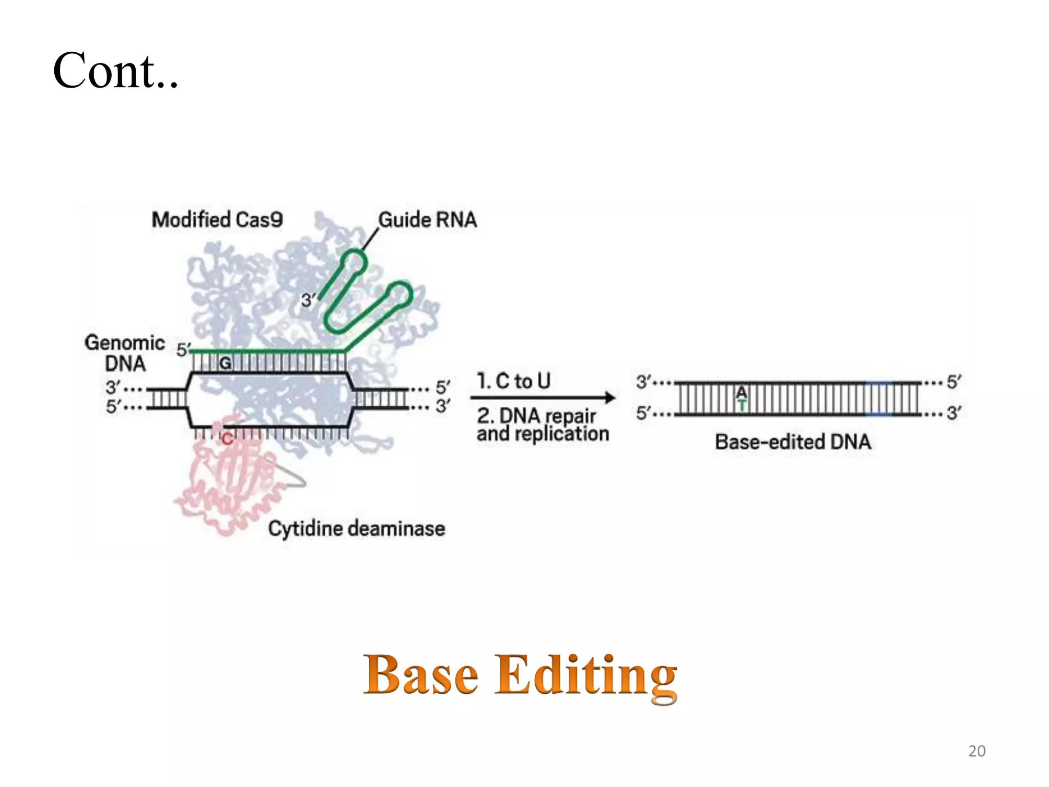 Transgene Free Genome Editing | PPT