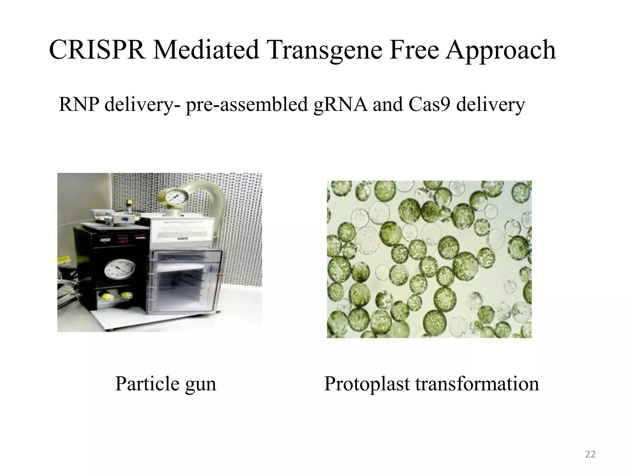 Transgene Free Genome Editing | PPT