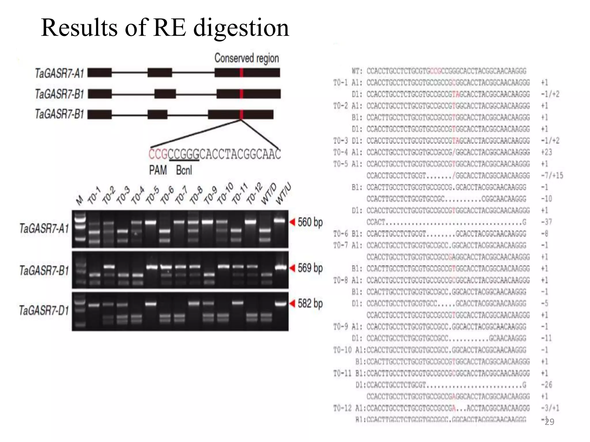 Transgene Free Genome Editing | PPT