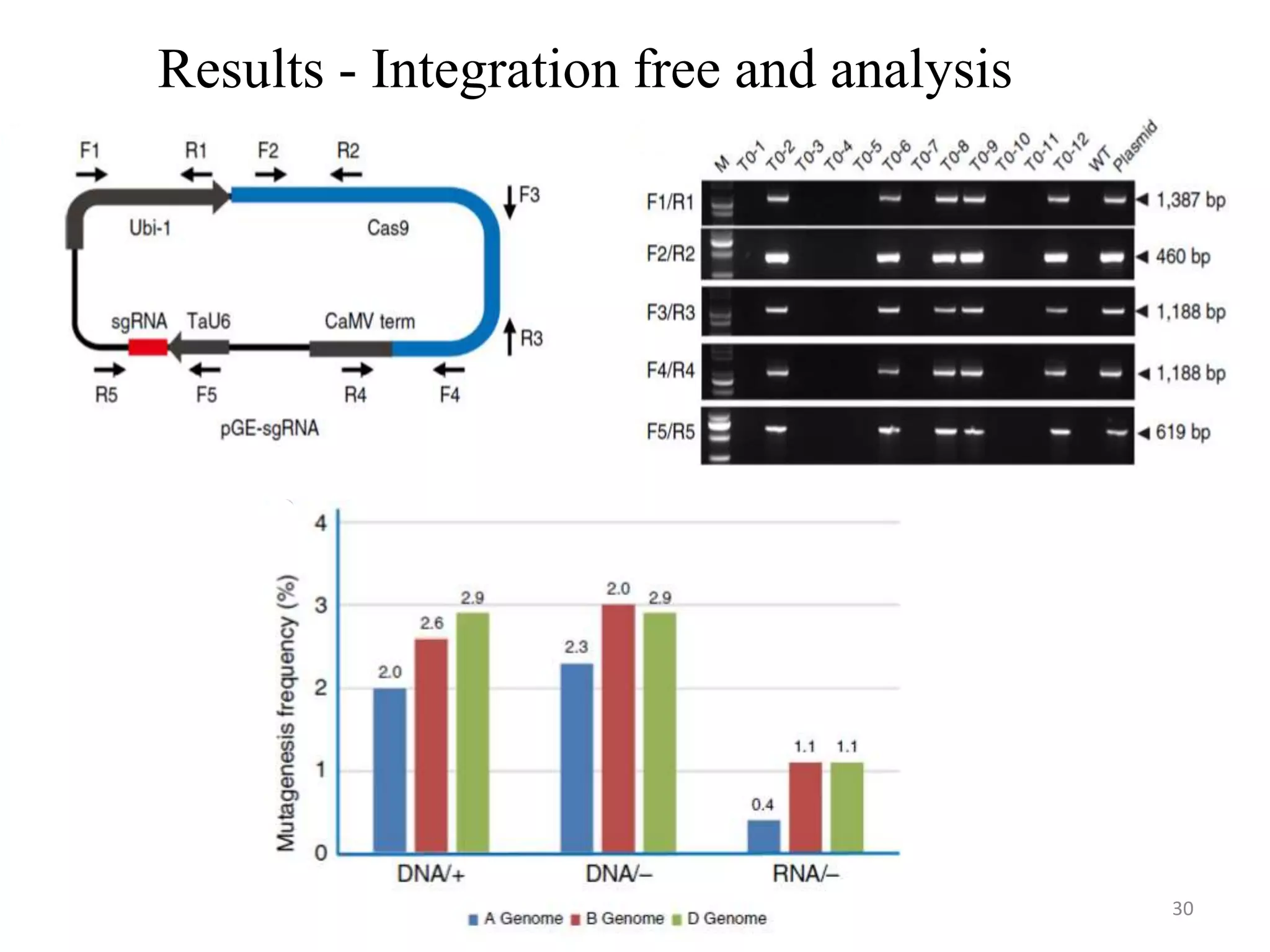 Transgene Free Genome Editing | PPT
