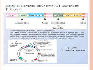 Tarns-genesis and development of transgenic plant | PPTX