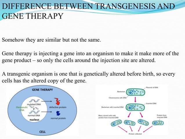 Transgenesis | PPTX | Biotech and Biomedical Industry | Industries
