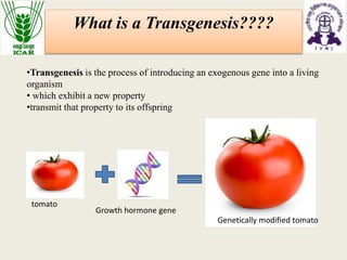 Transgenesis in animal | PPT
