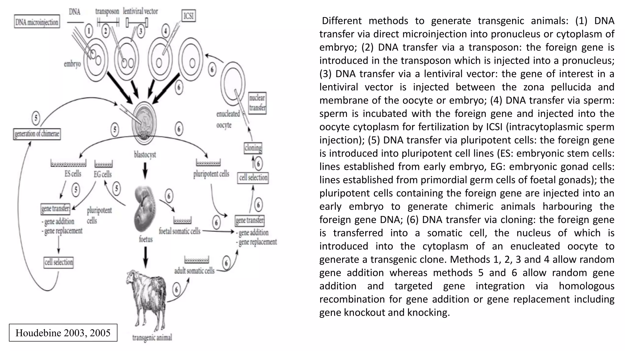 Transgenesis in animals | PPTX