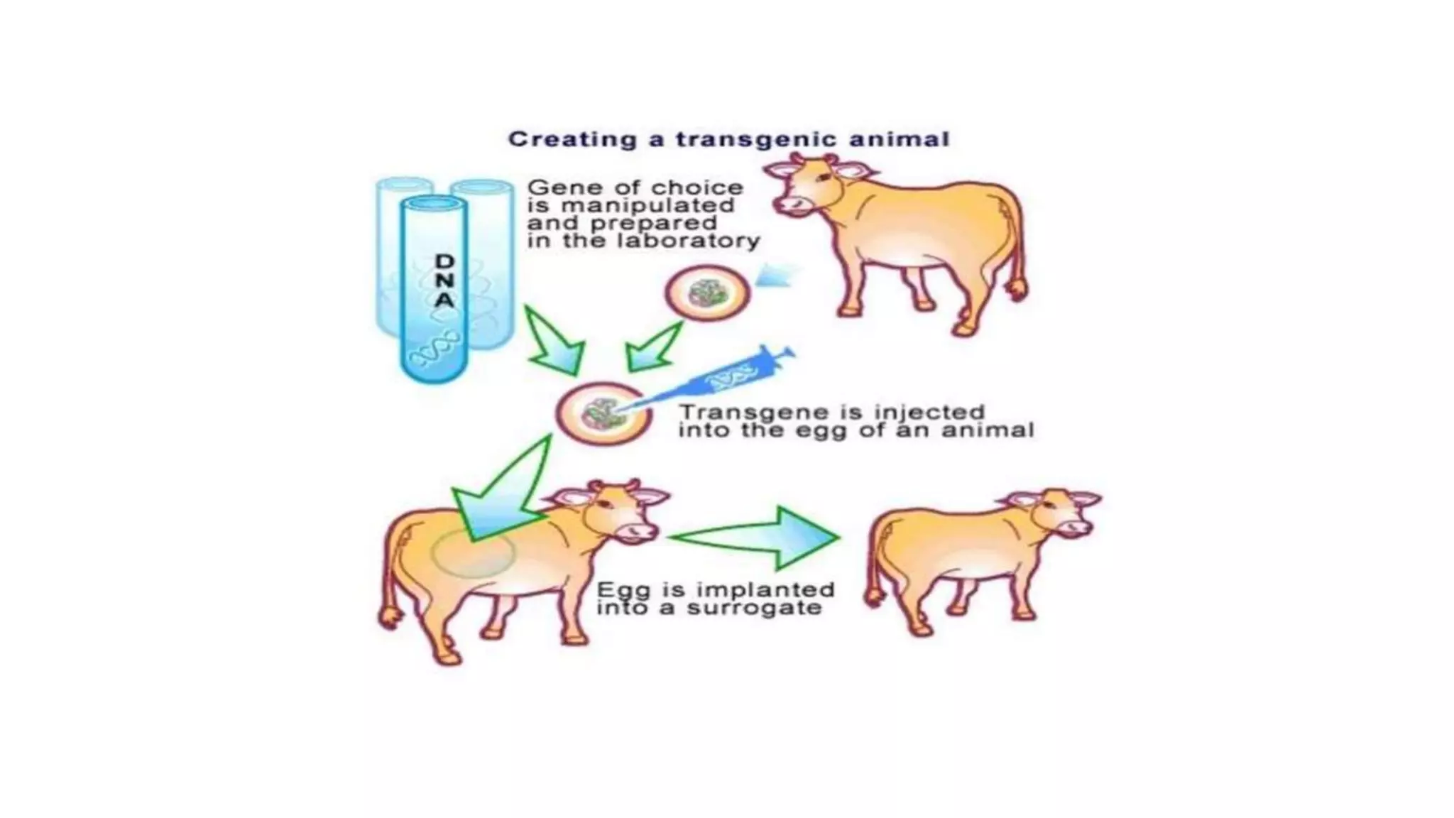 Transgenesis in animals | PPTX