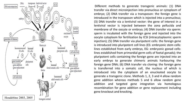 Transgenesis in animals | PPTX | Biological Sciences | Science