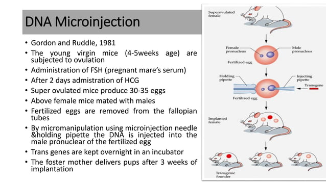 Transgenesis in animals | PPTX | Biological Sciences | Science