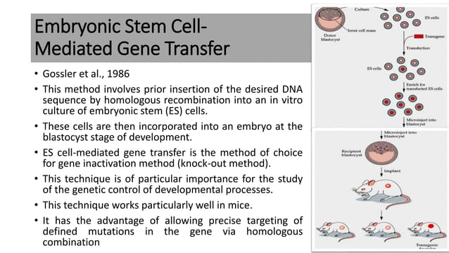 Transgenesis in animals | PPTX | Biological Sciences | Science